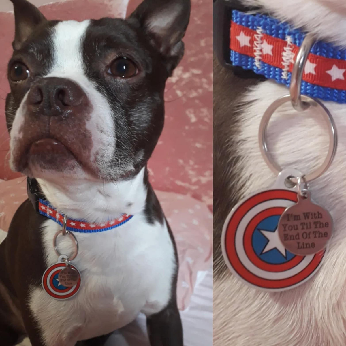 Captain The Brave – UK Boston Terrier Rescue