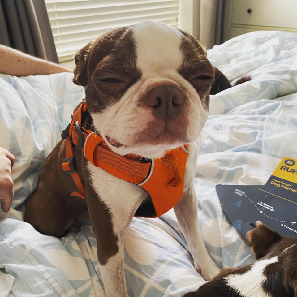 Success Story - Alba – UK Boston Terrier Rescue