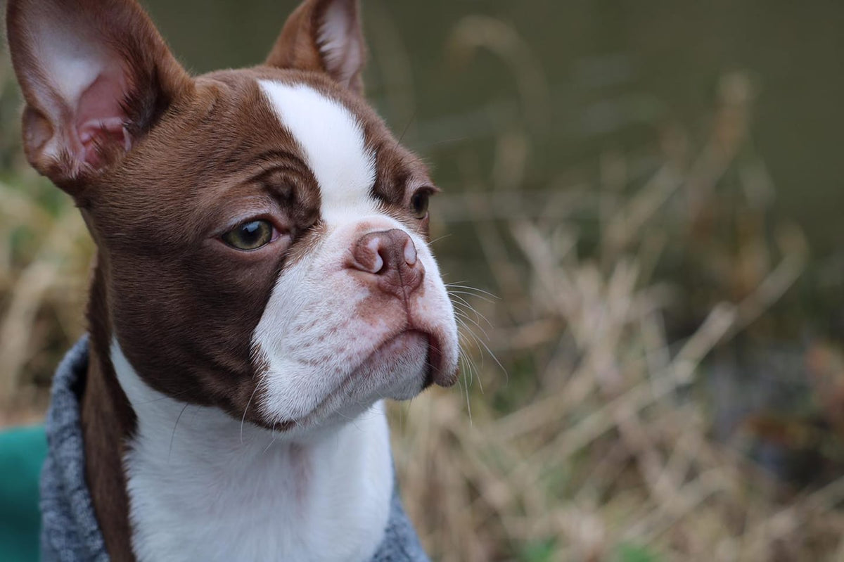 CHANGE TO FOSTERING AND ADOPTION PROCESS – UK Boston Terrier Rescue