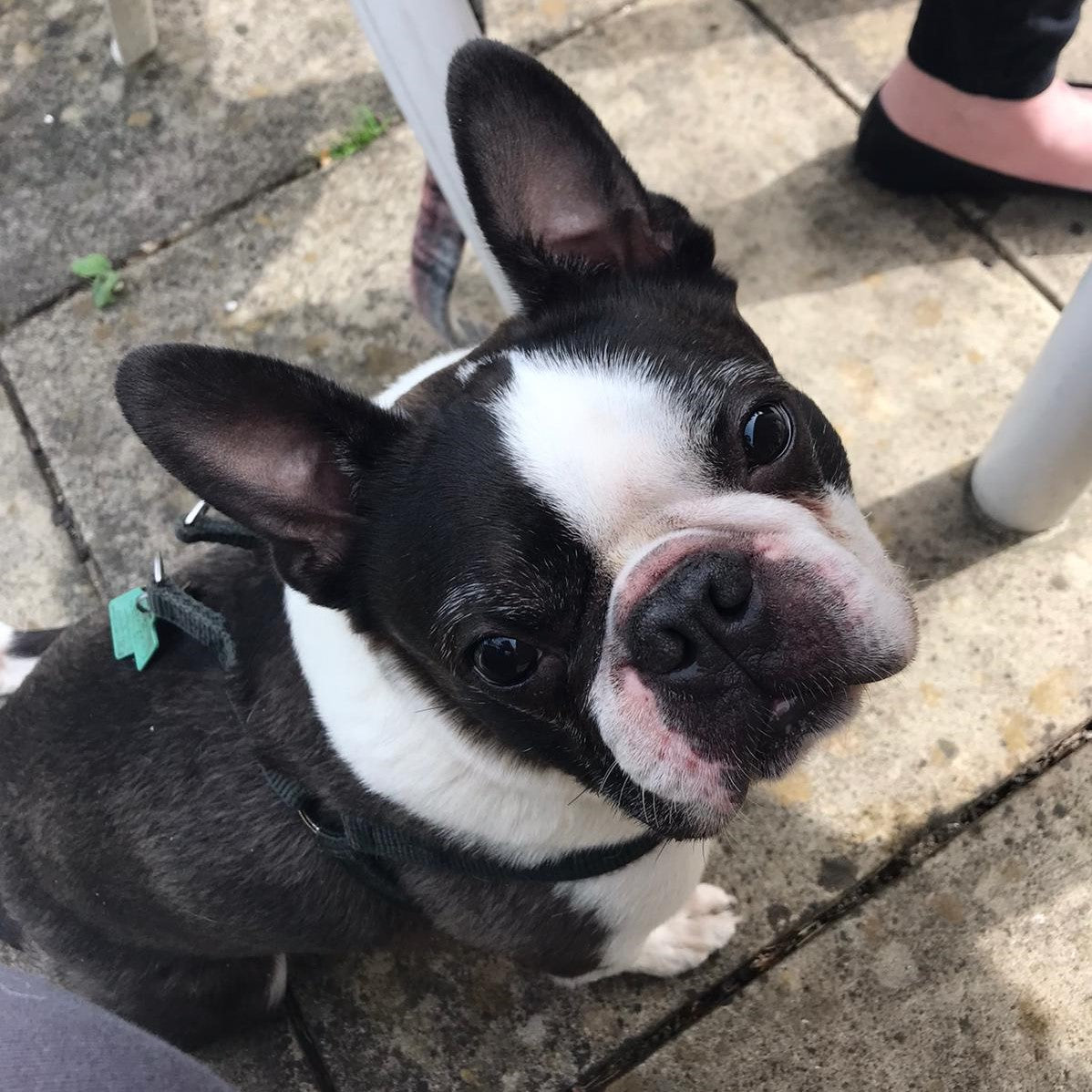 Success Story - Floyd – UK Boston Terrier Rescue