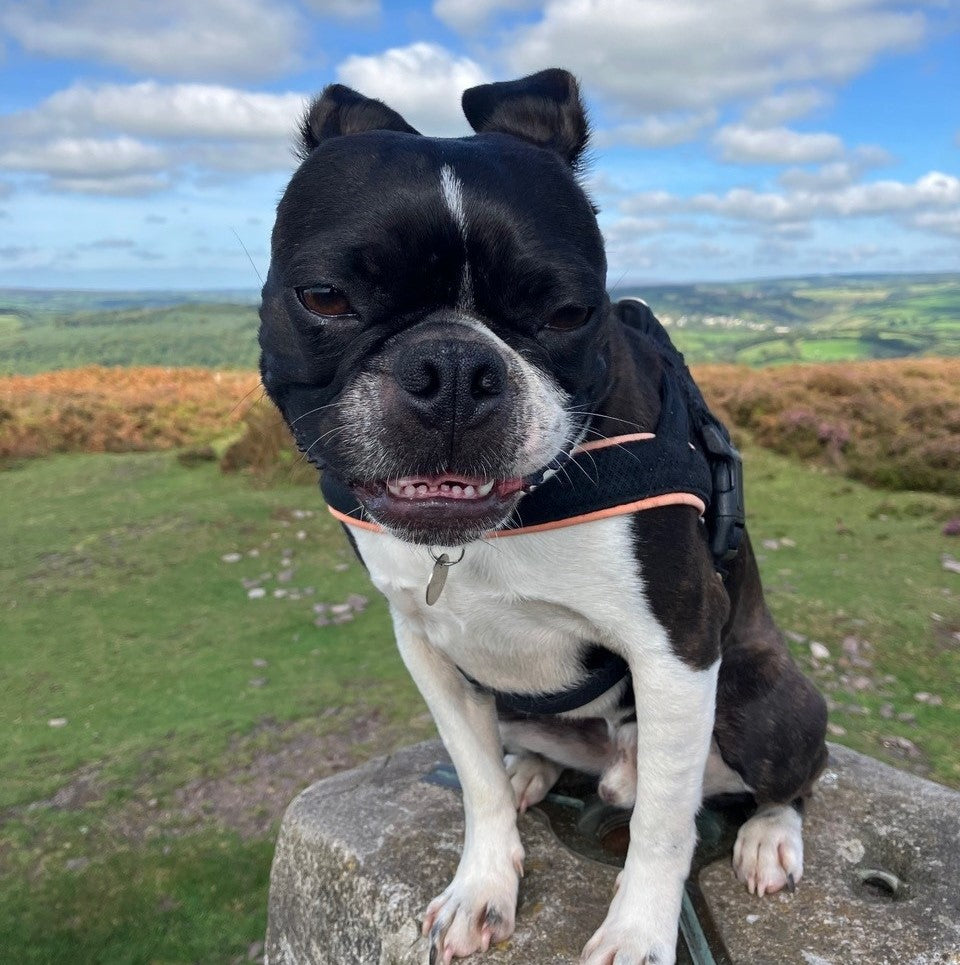 Gibson - New Name, New Life – UK Boston Terrier Rescue