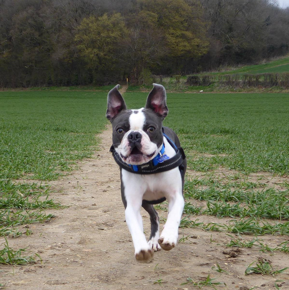 We won! – UK Boston Terrier Rescue