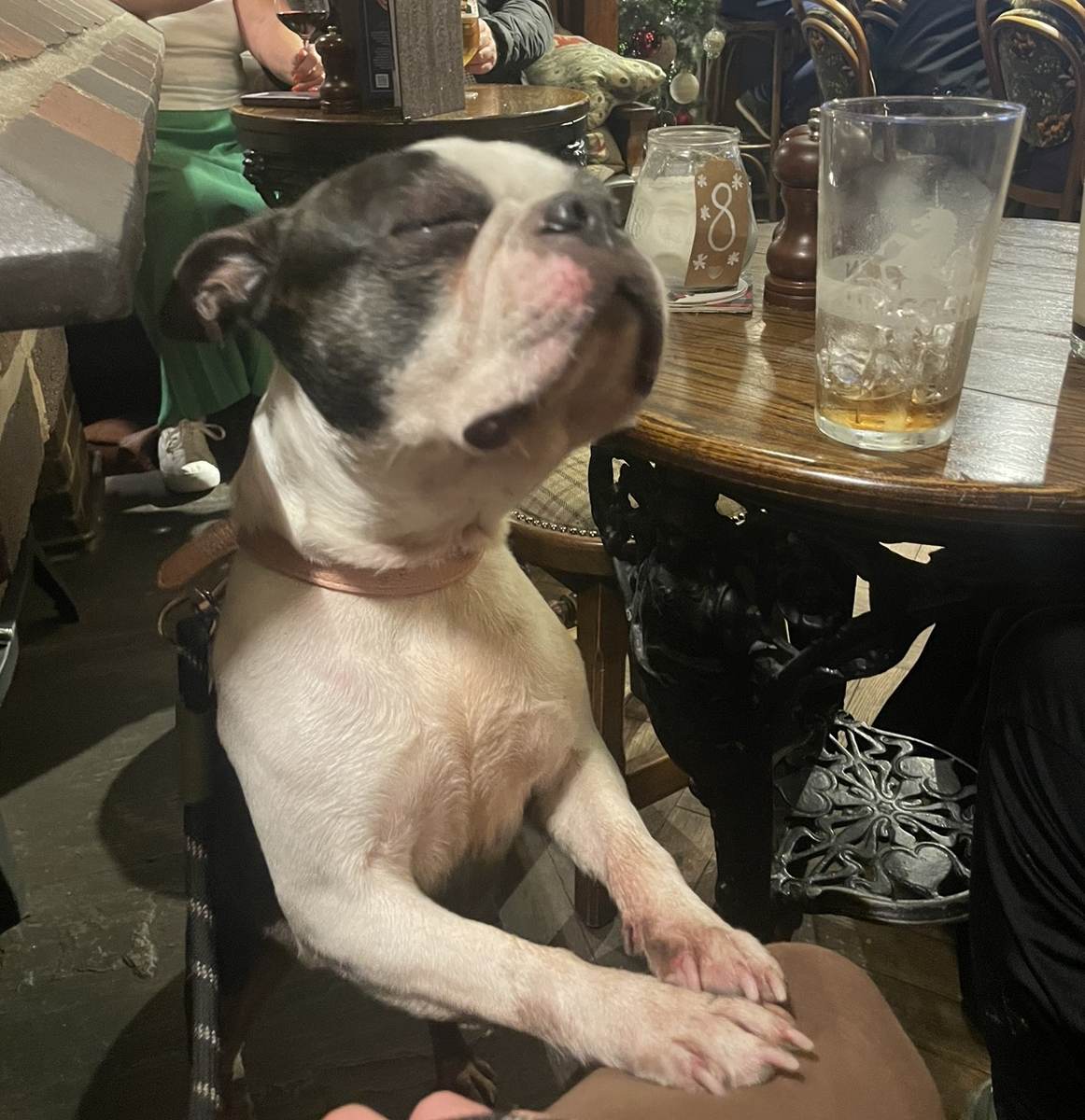 Beryl - Berry Happy Success Story – UK Boston Terrier Rescue