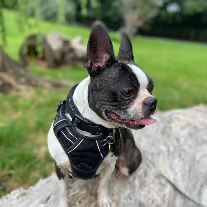 Lynda's Success Story – UK Boston Terrier Rescue