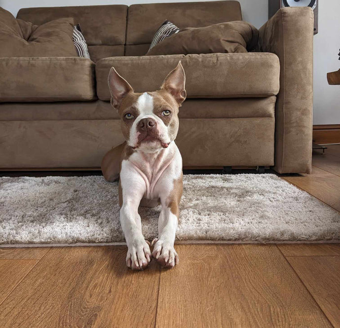 Uk boston terrier rescue – UK Boston Terrier Rescue