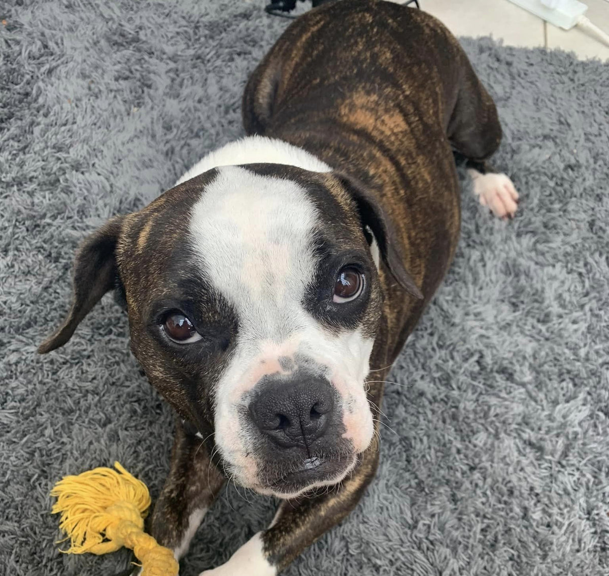 Margot - From Cyprus to Forever Home – UK Boston Terrier Rescue