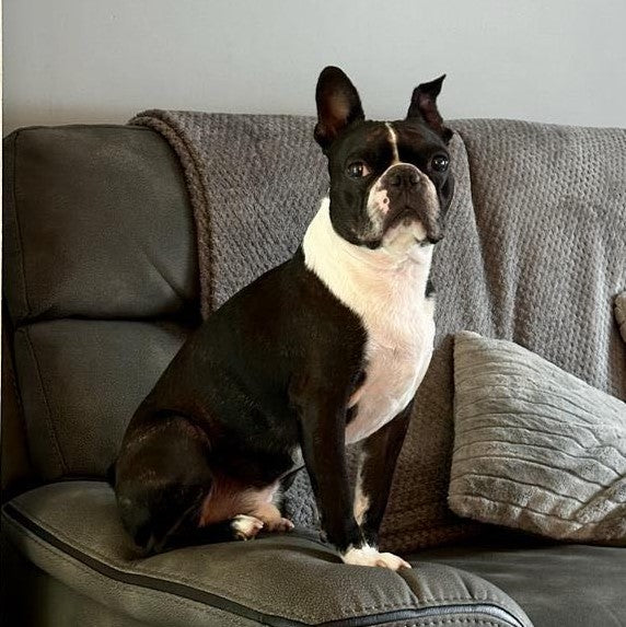 Ralph - Age is nothing to a Boston – UK Boston Terrier Rescue