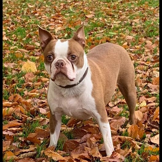 Adoption Appeal - Ronnie – UK Boston Terrier Rescue