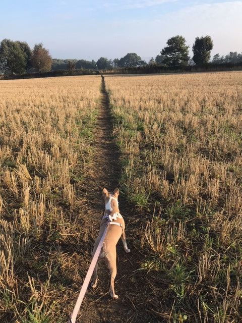 Uk boston terrier rescue – UK Boston Terrier Rescue