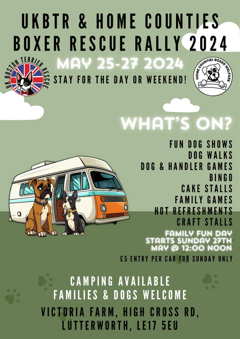 Uk boston terrier rescue – UK Boston Terrier Rescue