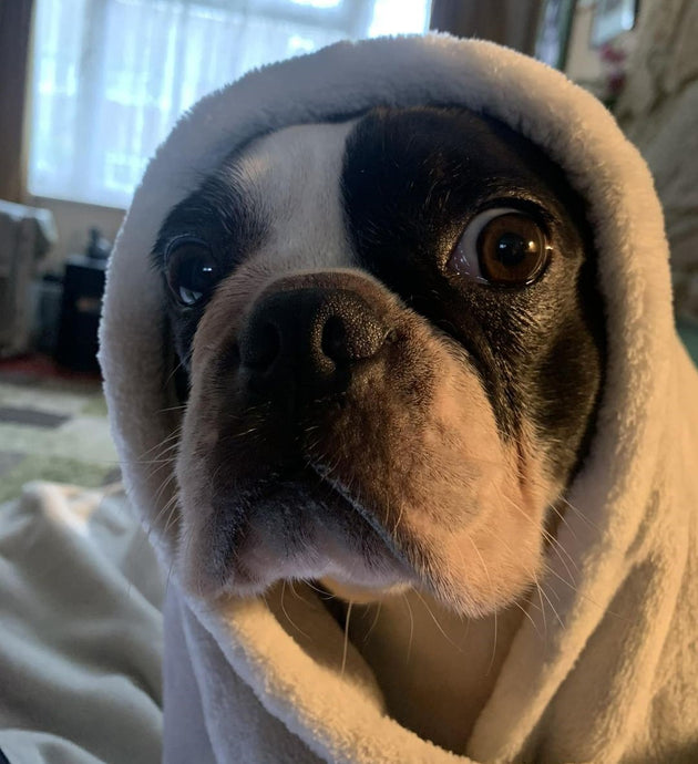 Uk boston terrier rescue – UK Boston Terrier Rescue